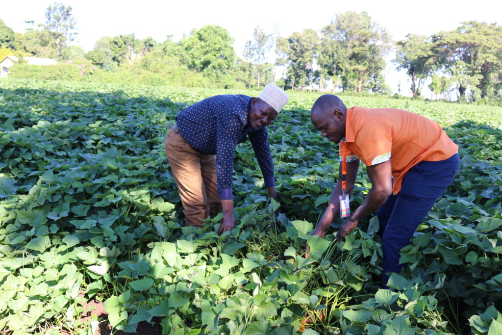 What seed marketing strategies work? – Sweetpotato Knowledge Portal