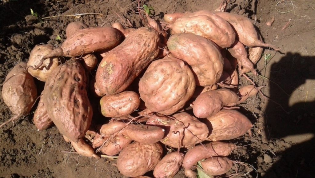LEADING BY EXAMPLE – Sweetpotato Knowledge Portal